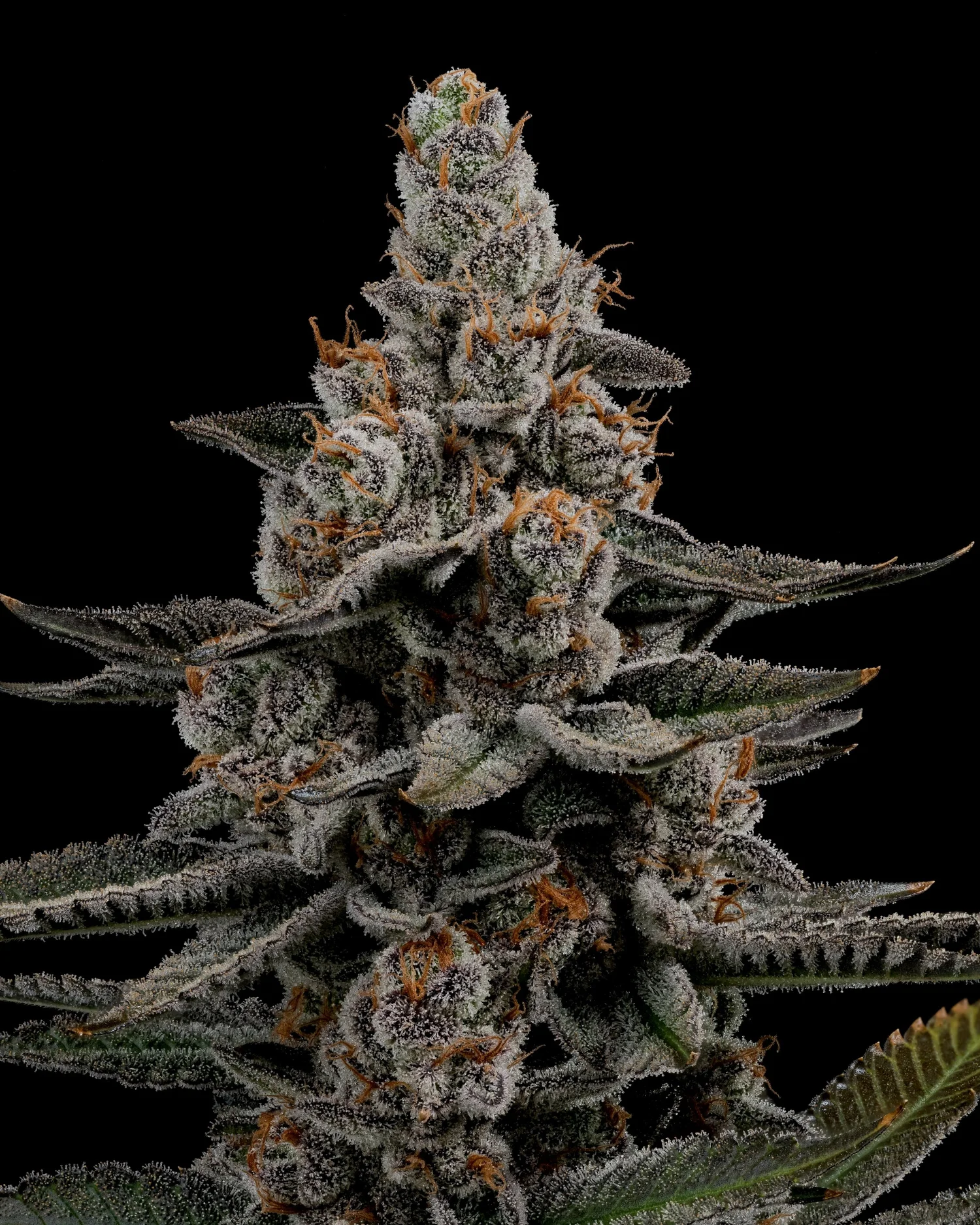 Glitter Bomb — Ripe Herb