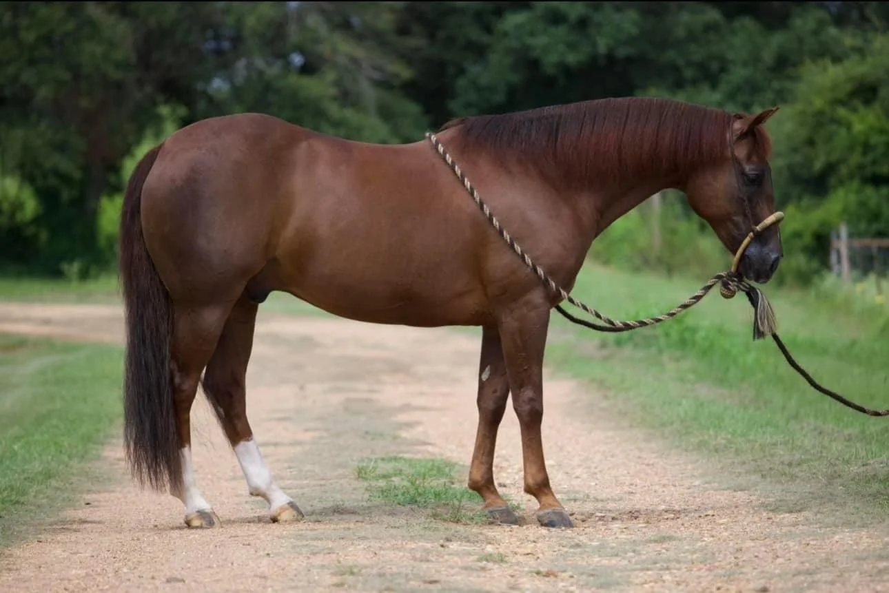 General 2 — Barker Performance Horses