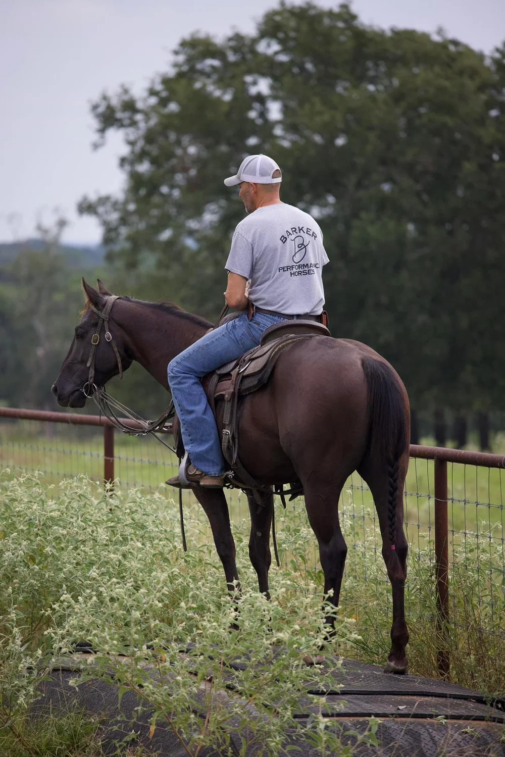 Barker Performance Horses