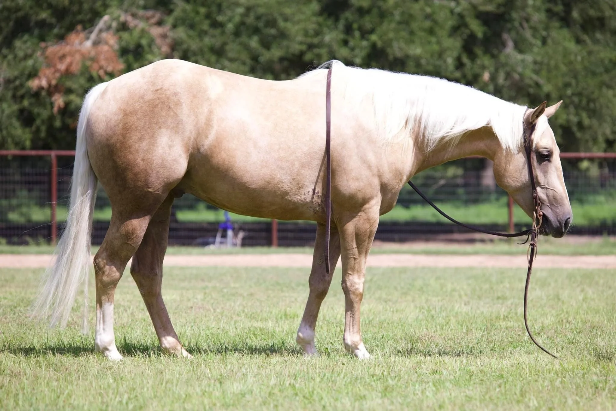 General 2 — Barker Performance Horses