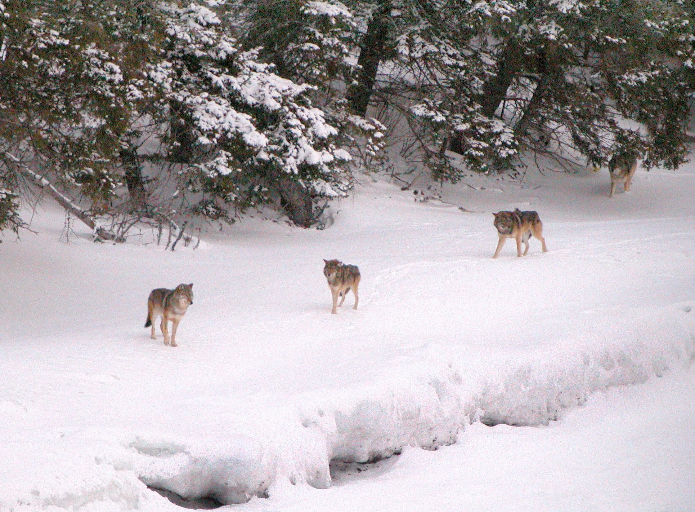 The Study — Wolf-Moose Project