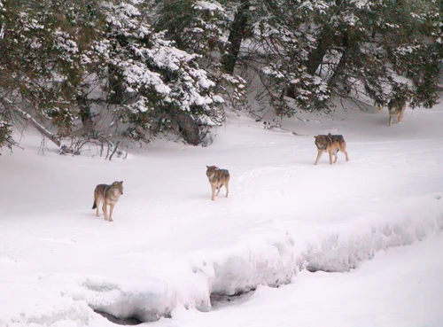 The Study — Wolf-Moose Project