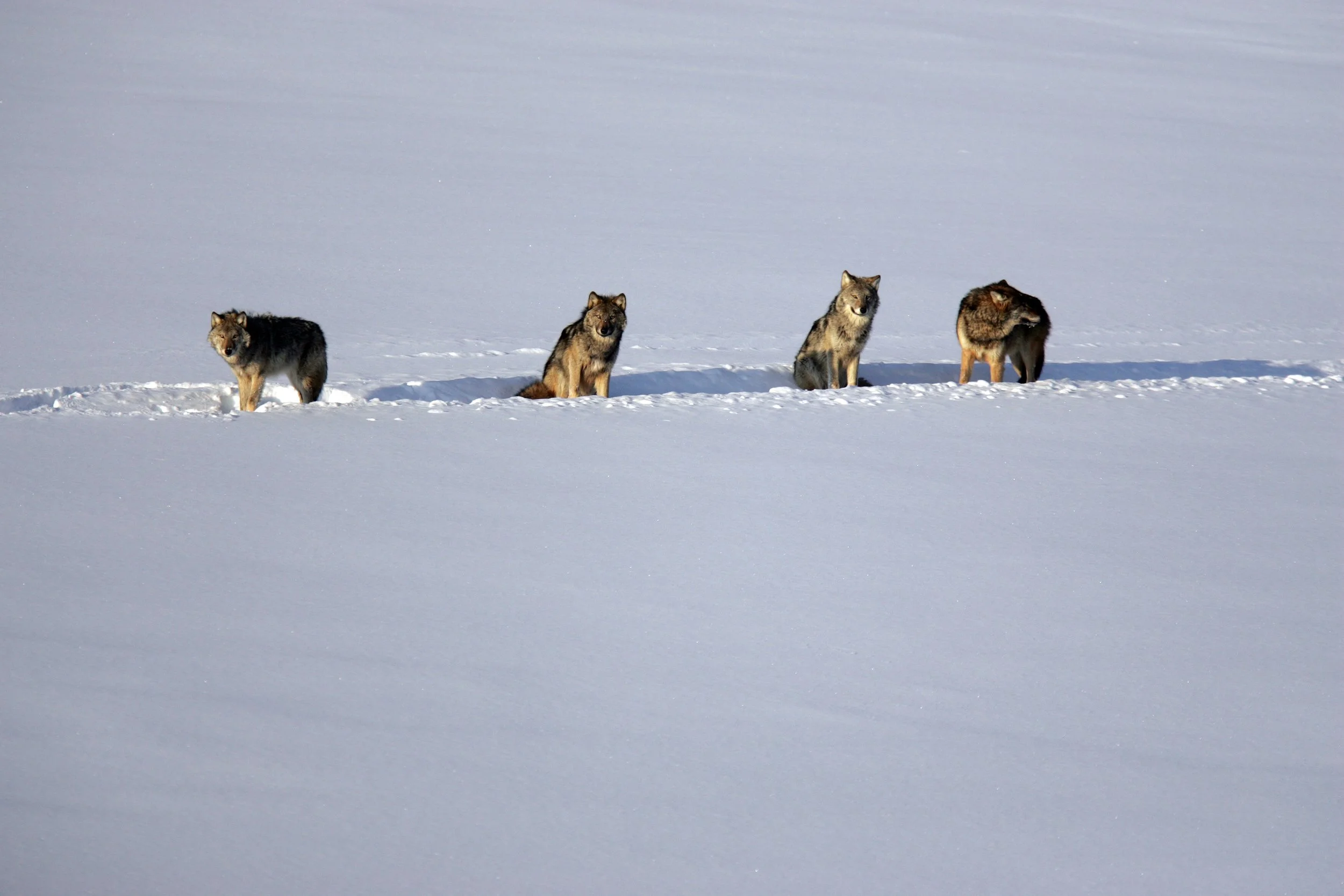 Wolf Moose Timeline — Wolf-Moose Project