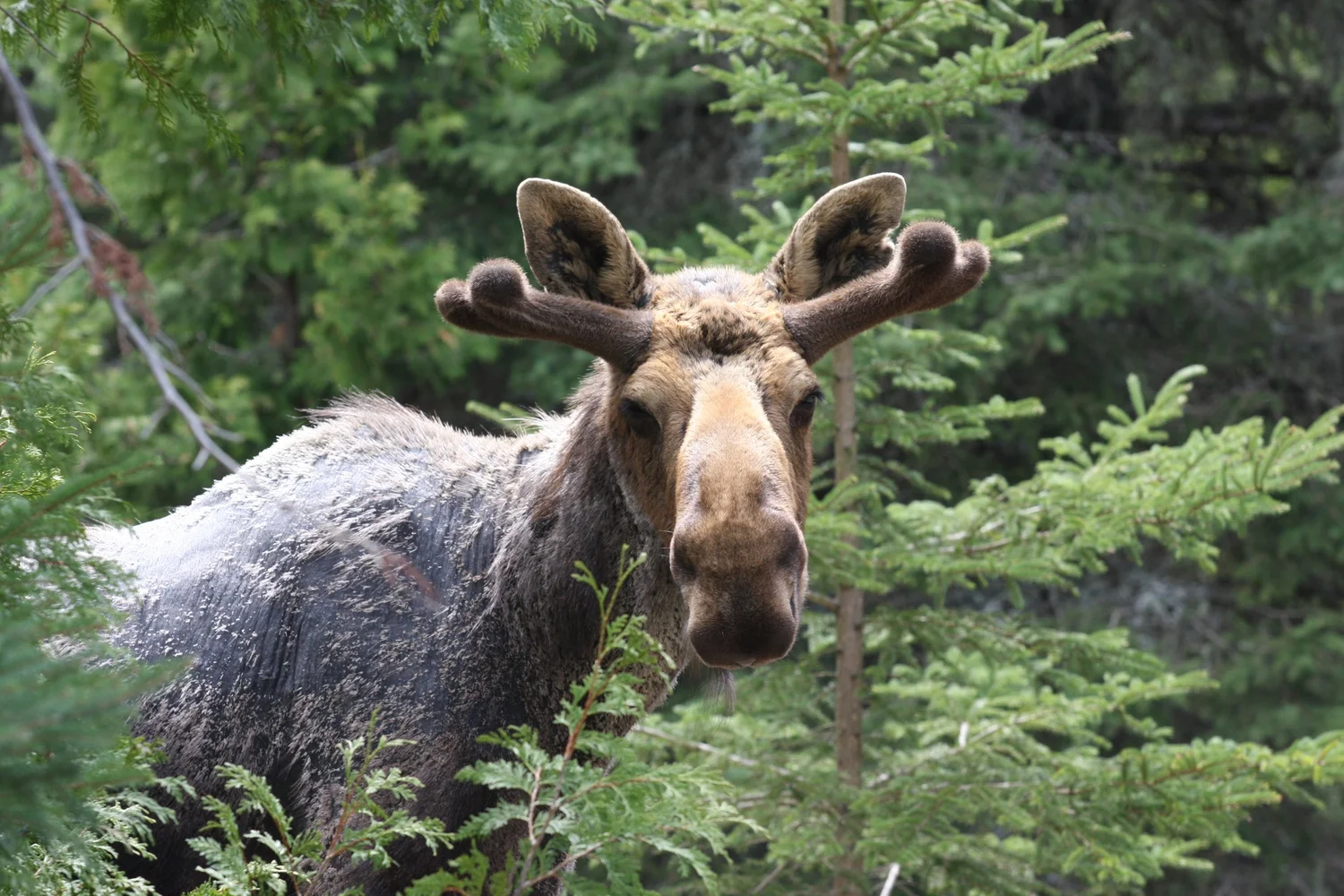 General 3 — Wolf-Moose Project