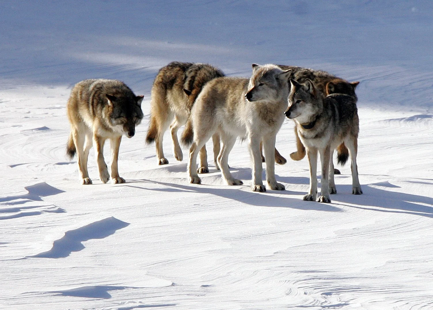 The Study — Wolf-Moose Project