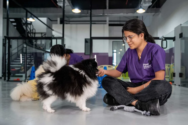 Best Dog & Cat Grooming in Dubai | Boarding and Daycare in Dubai ...
