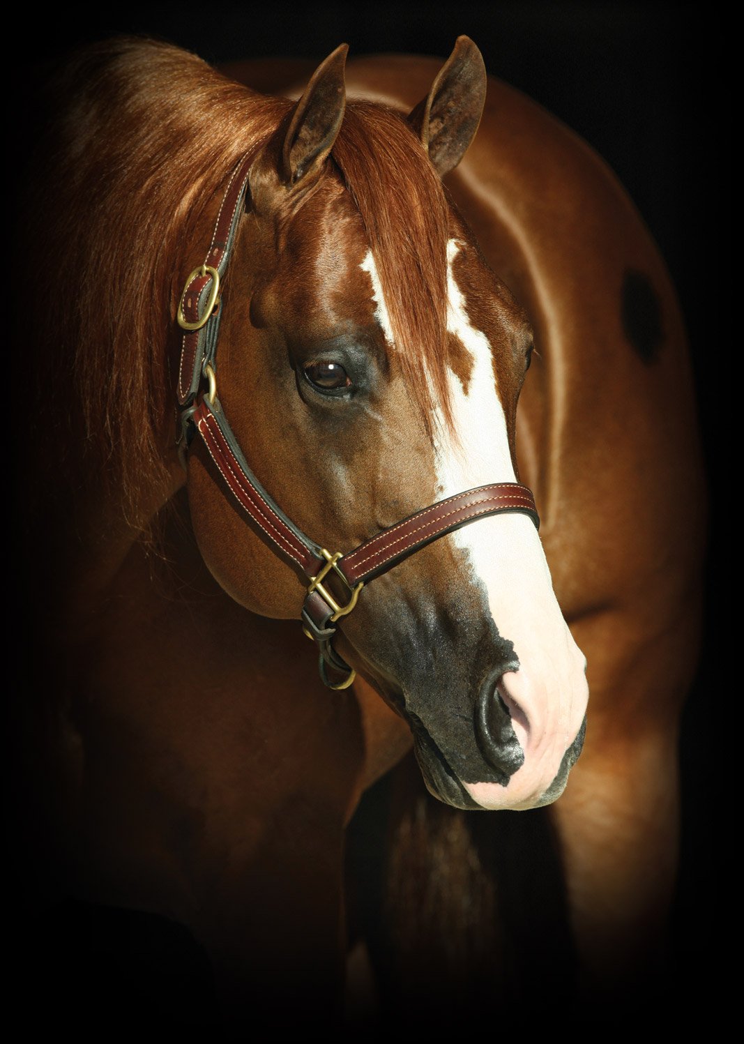 Spots Heff - Hard 9 Equine