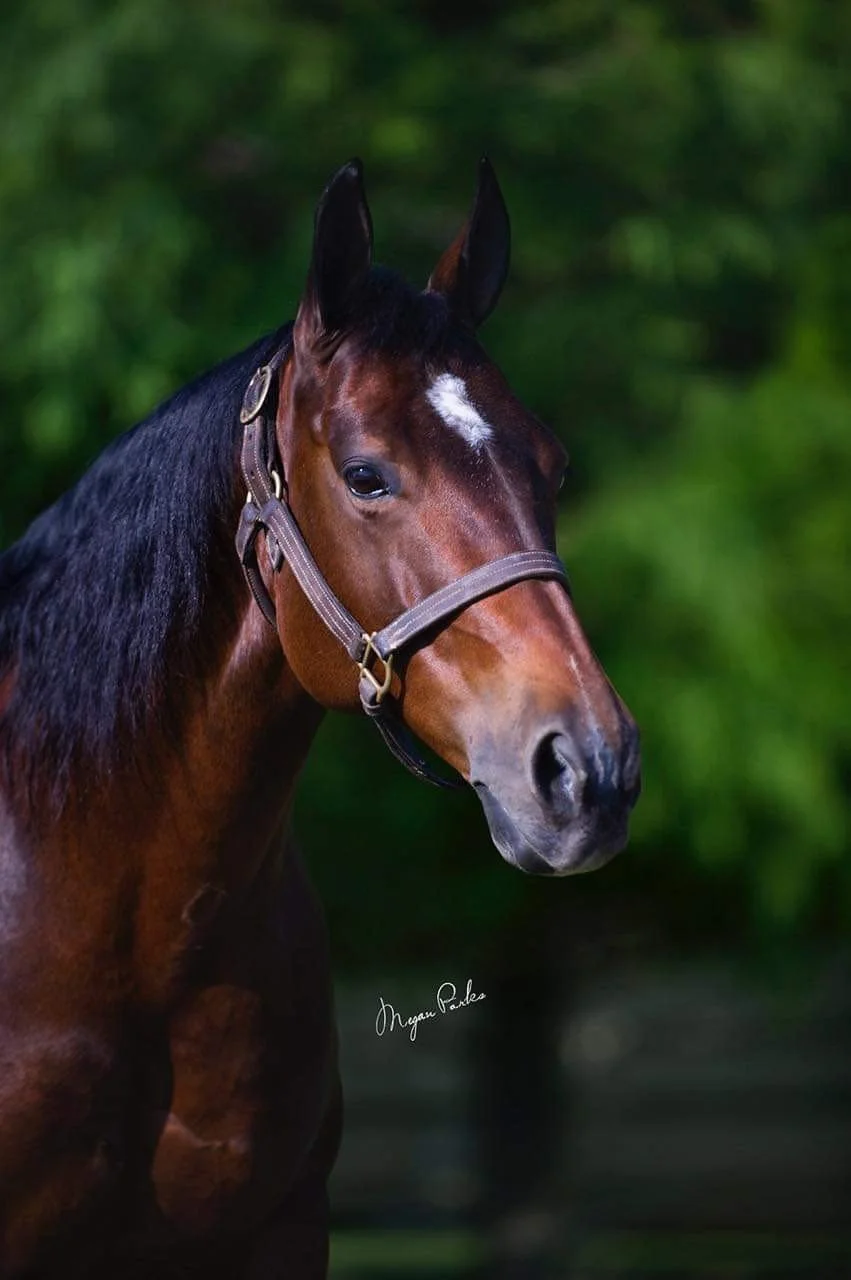 Spots Heff - Hard 9 Equine