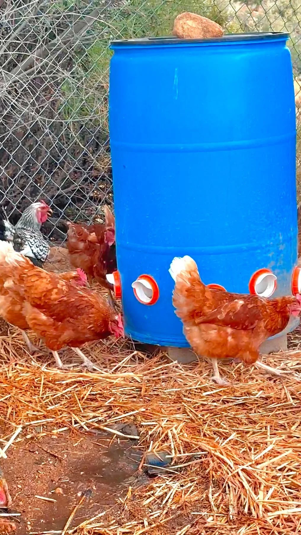 Arcadian American Farms, LLC | From Our Farm To Your Table | Livestock ...