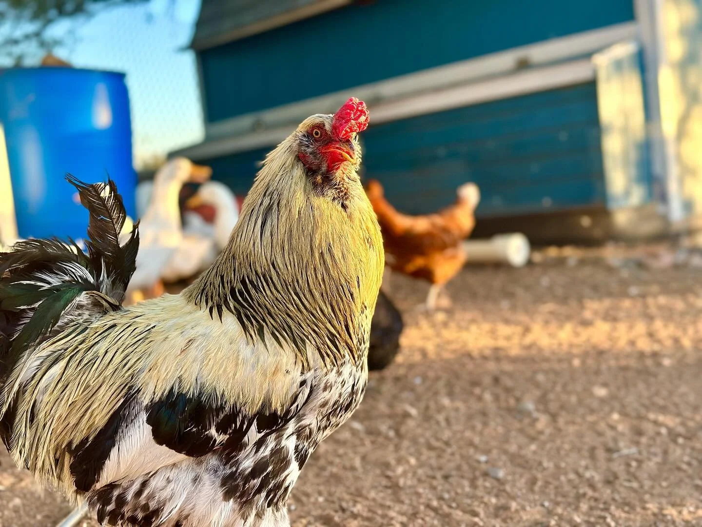 Arcadian American Farms, LLC | From Our Farm To Your Table | Livestock ...