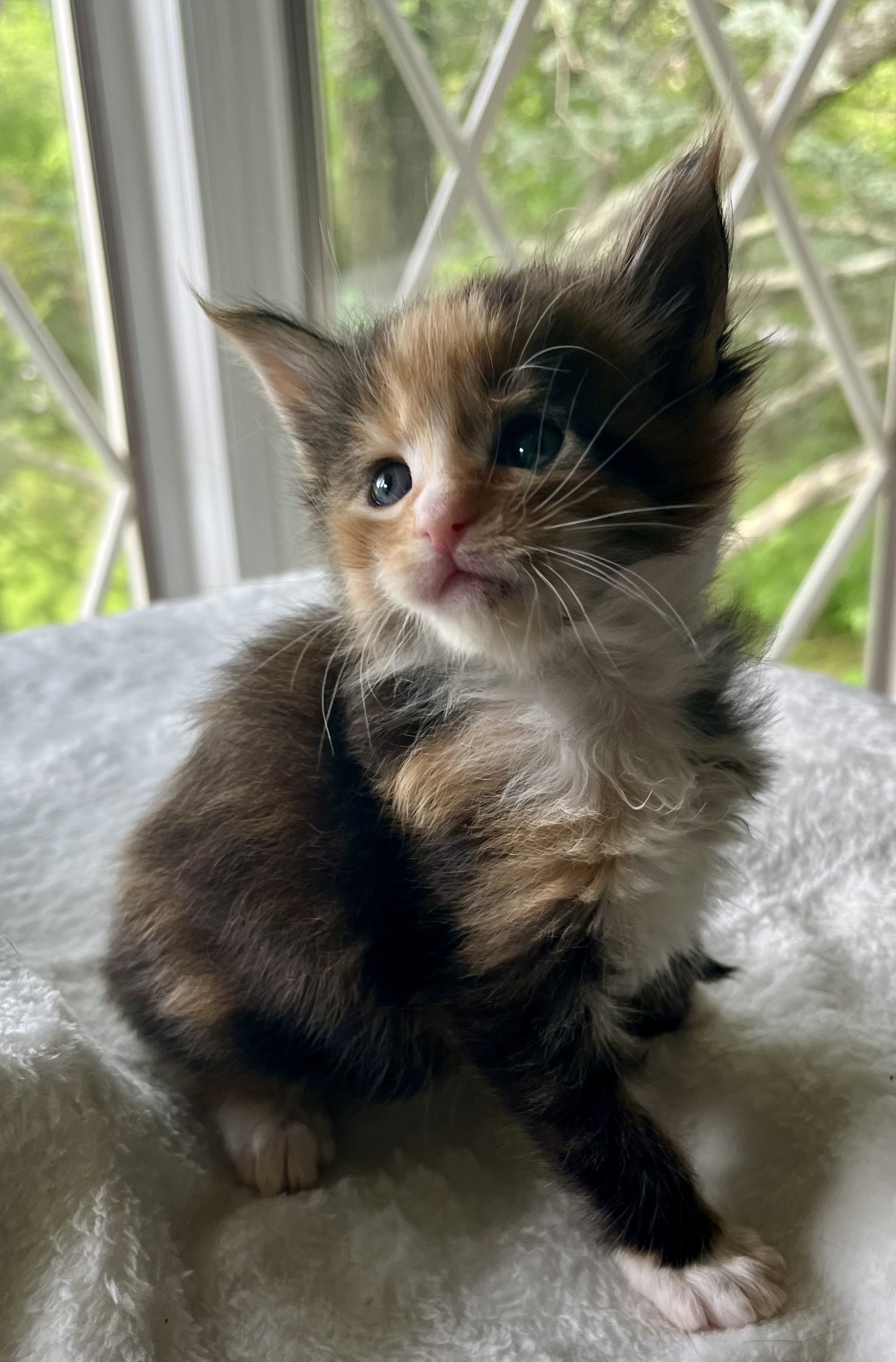 Adoption Process | Start Your Journey — Heritage Springs Maine Coons ...