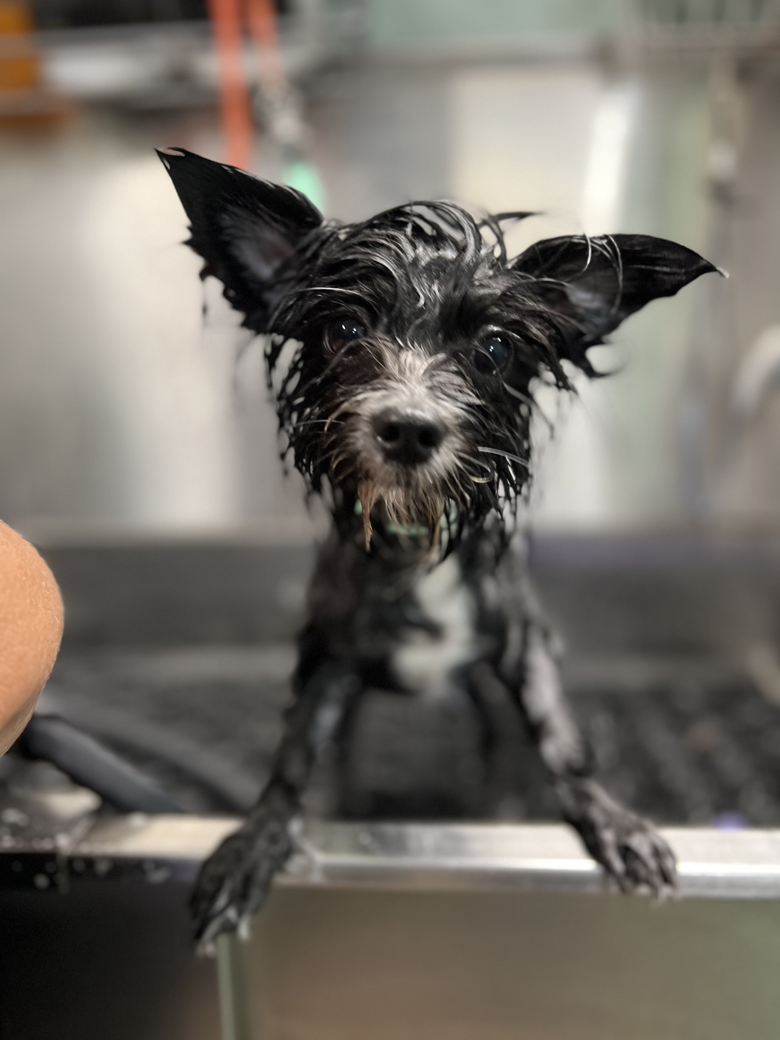 Doggie Do's Grooming & Pet Sitting