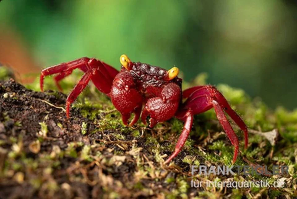 VAMPIRE CRAB SPECIES LIST (GEOSESARMA SPECIES) — Indoor Ecosystem
