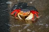 CARDISOMA CARE GUIDE - RAINBOW CRAB CARE GUIDE — Indoor Ecosystem