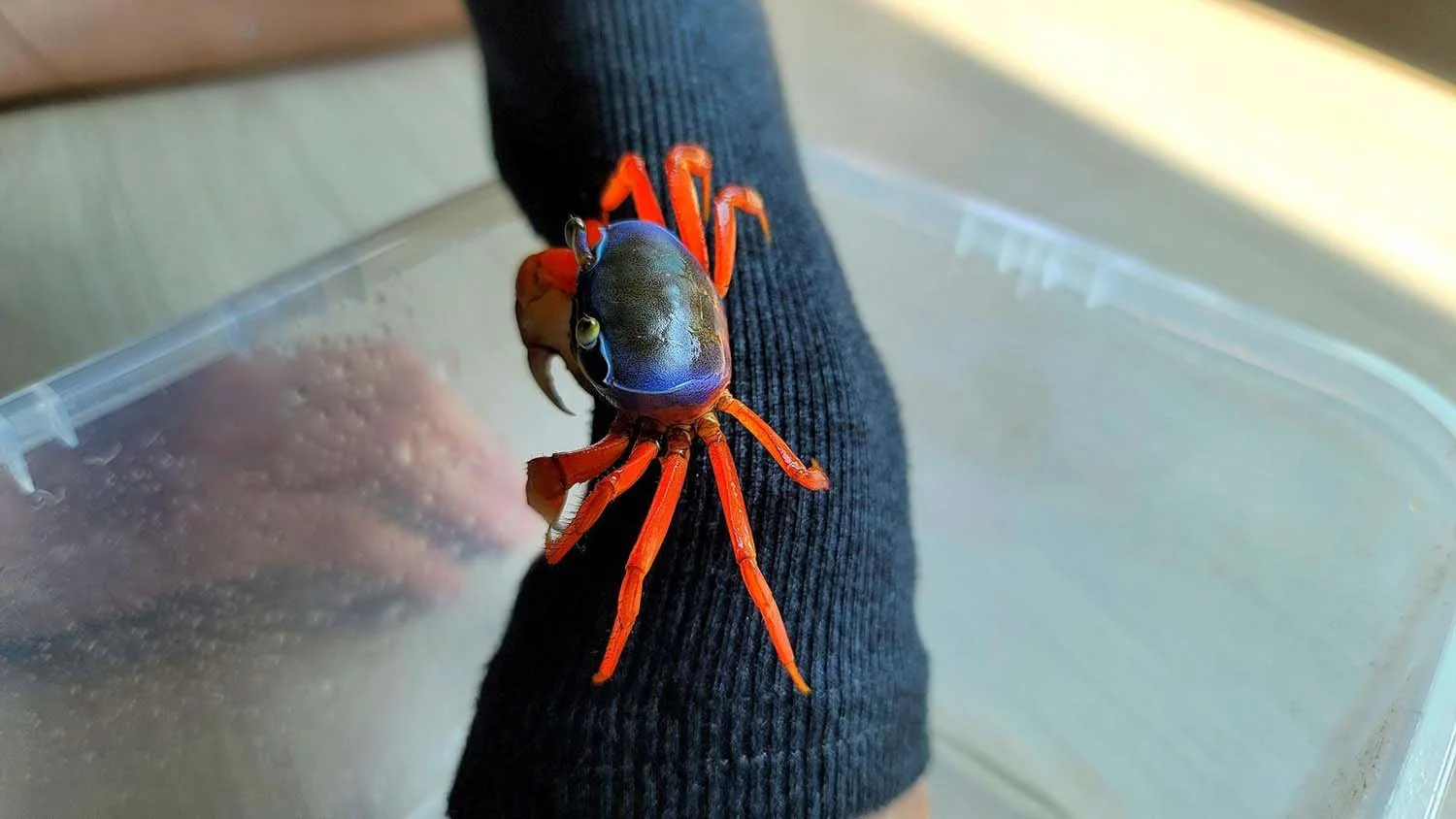 CARDISOMA CARE GUIDE - RAINBOW CRAB CARE GUIDE — Indoor Ecosystem