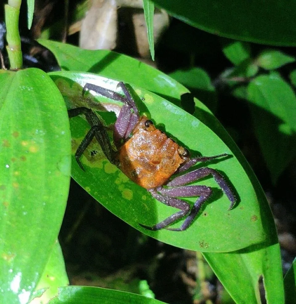 VAMPIRE CRAB SPECIES LIST (GEOSESARMA SPECIES) — Indoor Ecosystem