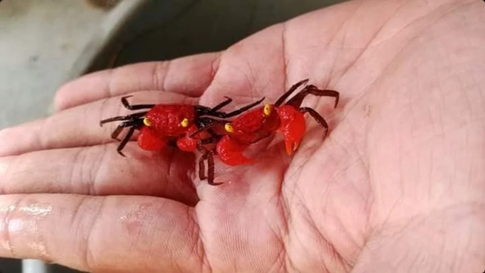 VAMPIRE CRAB SPECIES LIST (GEOSESARMA SPECIES) — Indoor Ecosystem