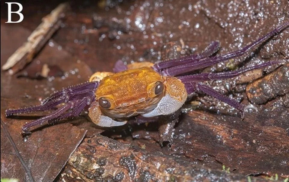 VAMPIRE CRAB SPECIES LIST (GEOSESARMA SPECIES) — Indoor Ecosystem