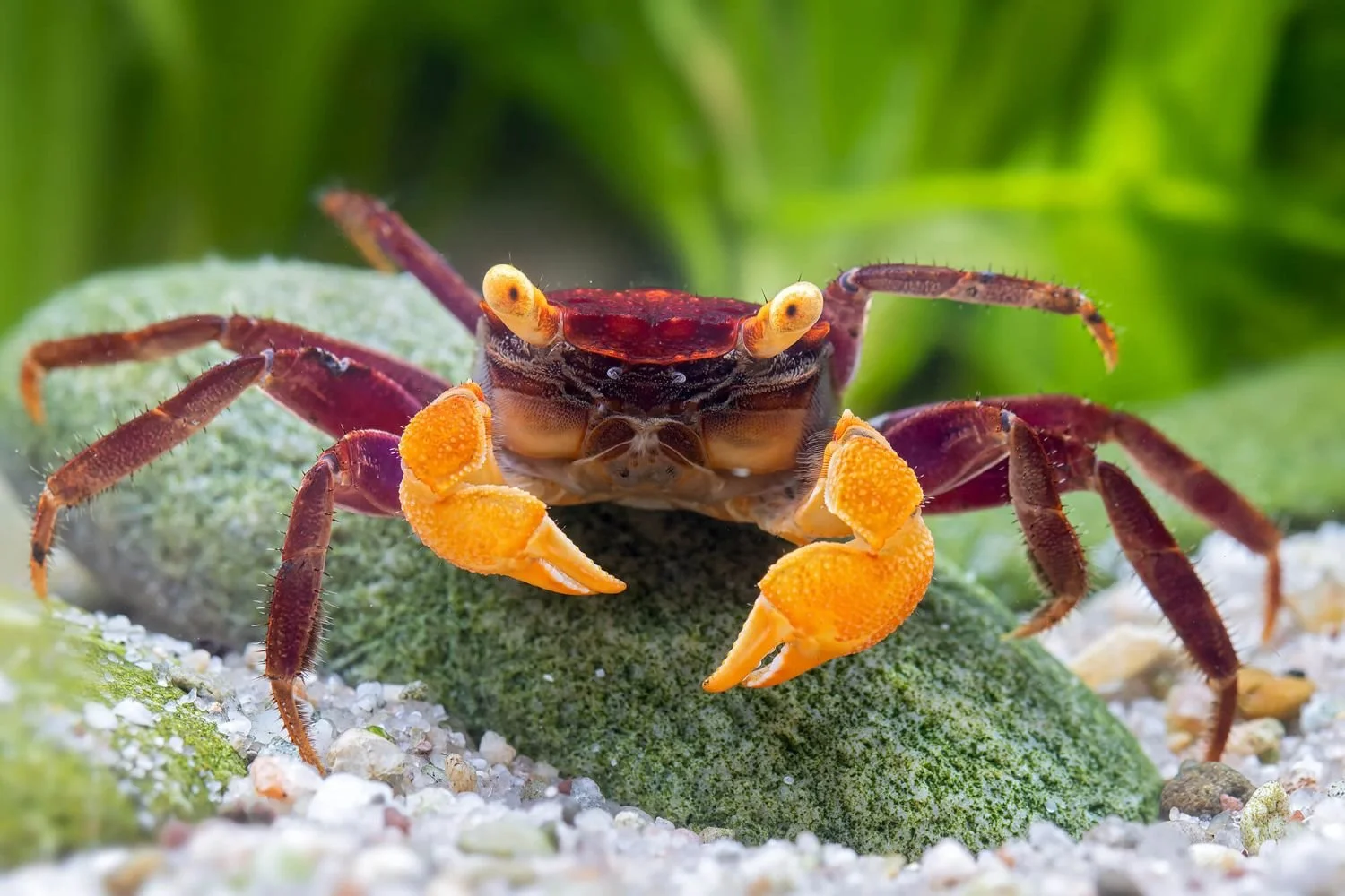 VAMPIRE CRAB SPECIES LIST (GEOSESARMA SPECIES) — Indoor Ecosystem