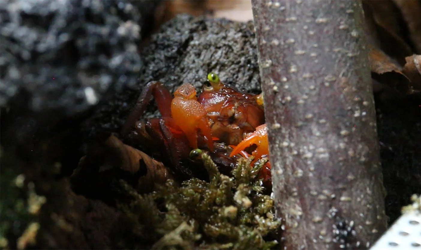 GEOSESARMA VAMPIRE CRAB BREEDING PROCESS & BREEDING CYCLE — Indoor ...