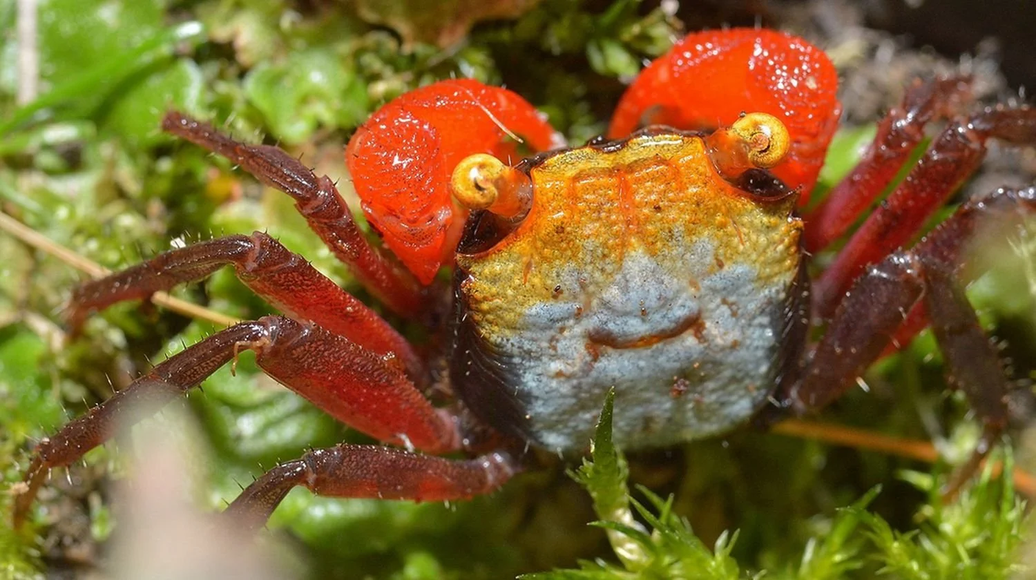 VAMPIRE CRAB SPECIES LIST (GEOSESARMA SPECIES) — Indoor Ecosystem