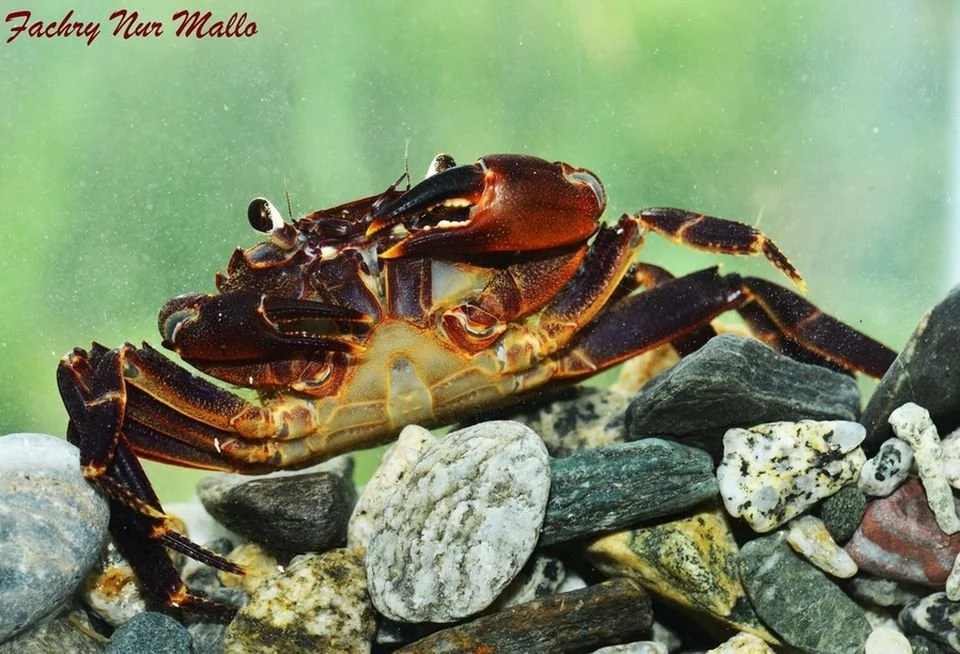 SYNTRIPSA CRAB CARE GUIDE — Indoor Ecosystem