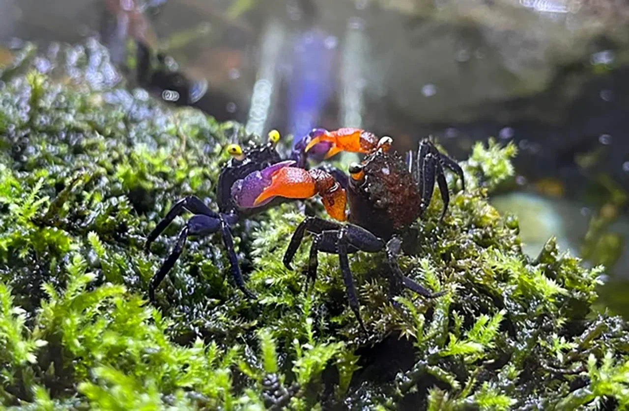 COMMON BEGINNER MISTAKES WHEN KEEPING VAMPIRE CRABS AND HOW TO AVOID ...