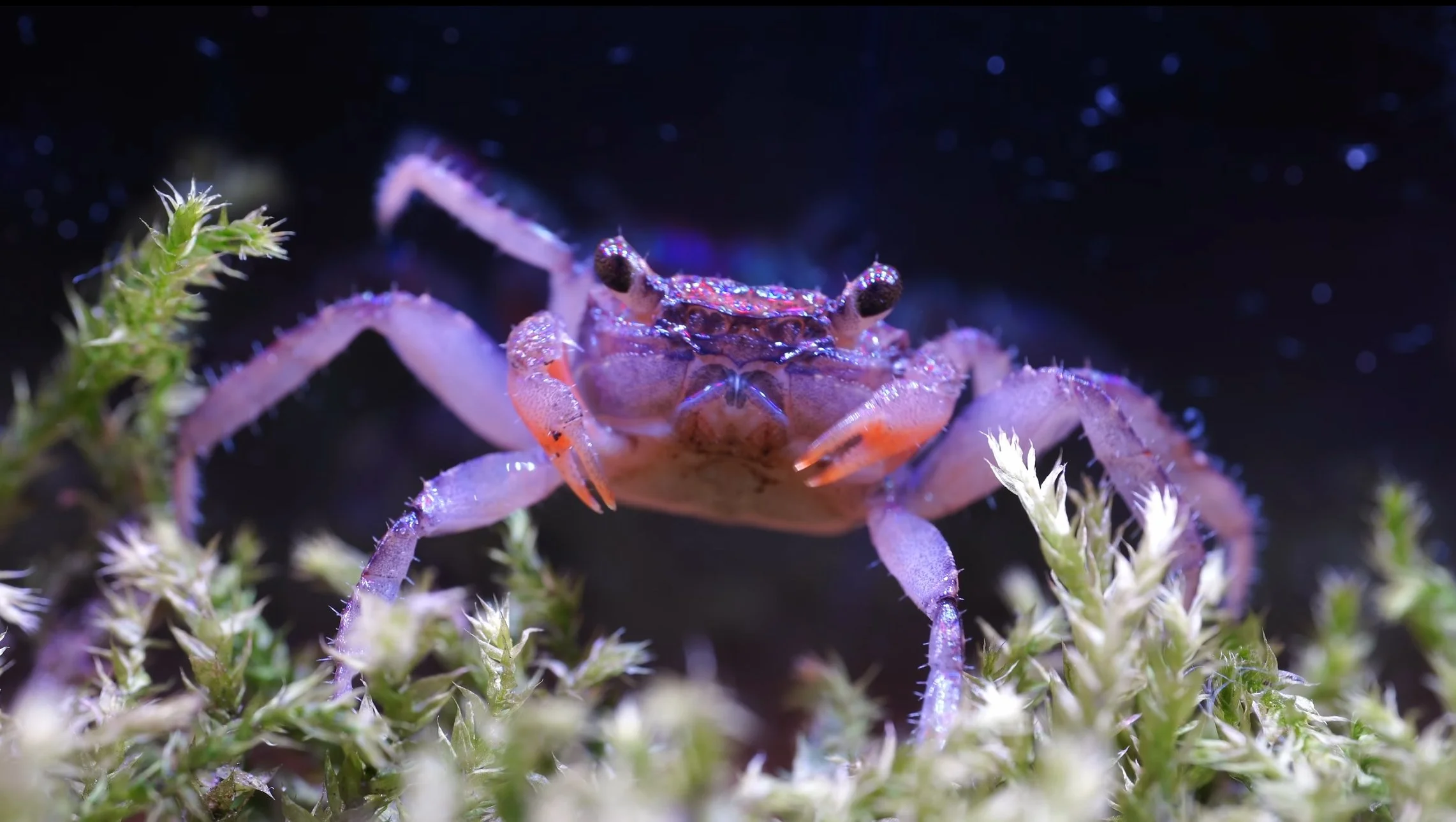 HOW TO SEX VAMPIRE CRABS - IDENTIFYING MALE & FEMALE VAMPIRE CRABS ...