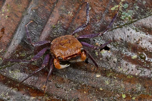 VAMPIRE CRAB SPECIES LIST (GEOSESARMA SPECIES) — Indoor Ecosystem