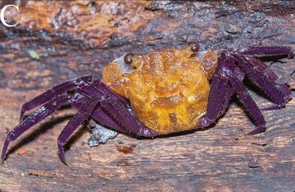 VAMPIRE CRAB SPECIES LIST (GEOSESARMA SPECIES) — Indoor Ecosystem