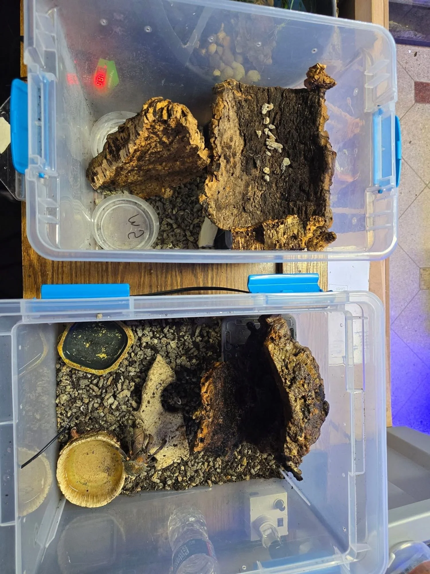 BIRGUS LATRO CARE GUIDE - COCONUT CRAB CARE GUIDE — Indoor Ecosystem