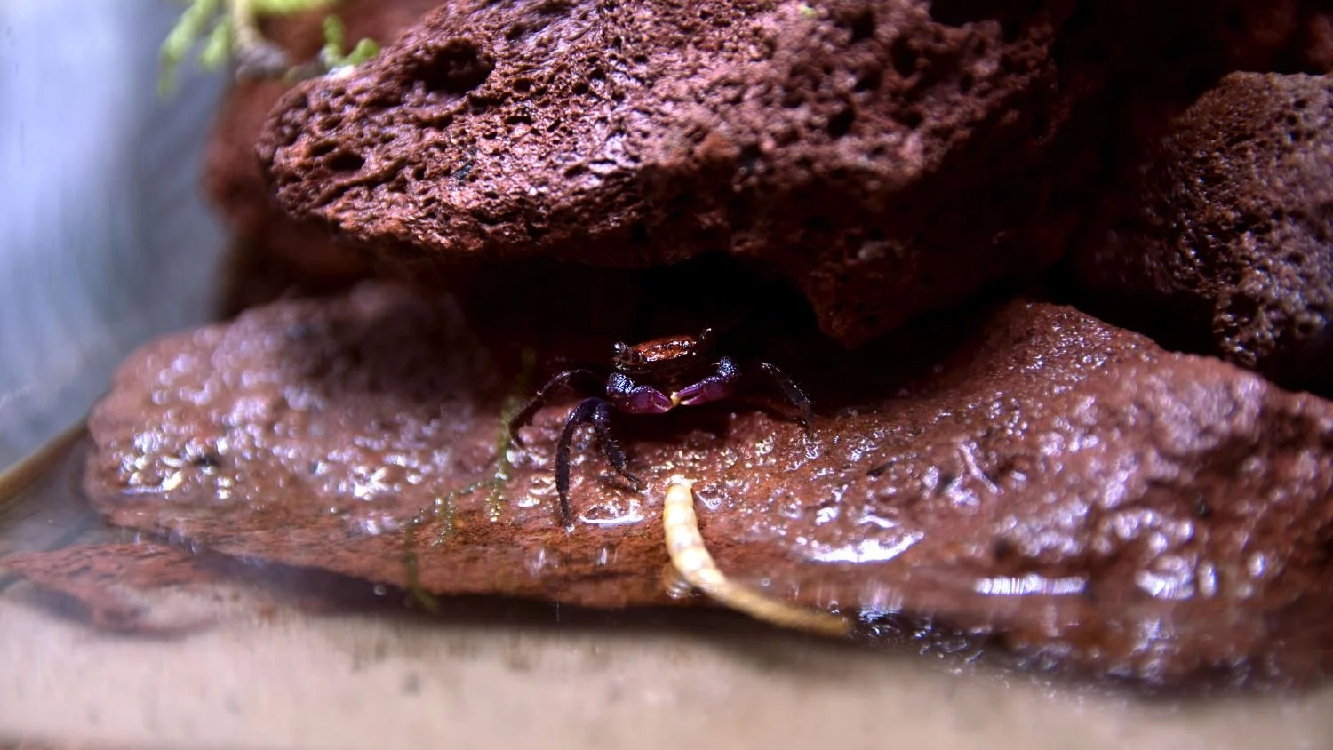 GEOSESARMA SP. HALLOWEEN (BLACK LEG VAMPIRE CRAB) — Indoor Ecosystem