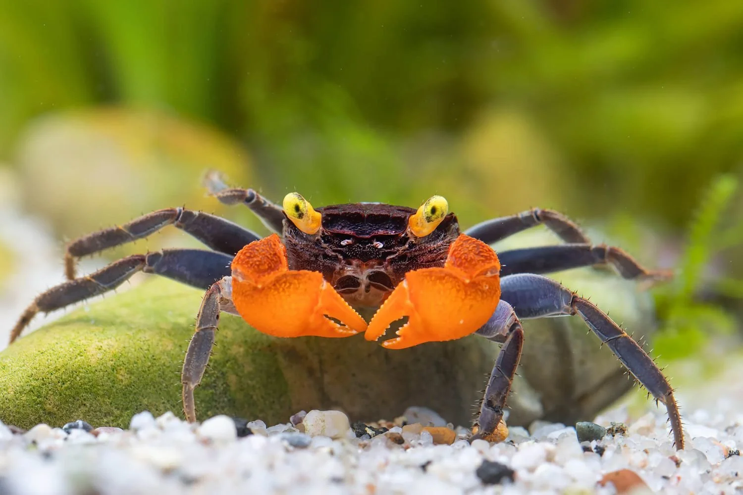 THE BEST VAMPIRE CRAB SPECIES FOR VERTICAL TANKS — Indoor Ecosystem