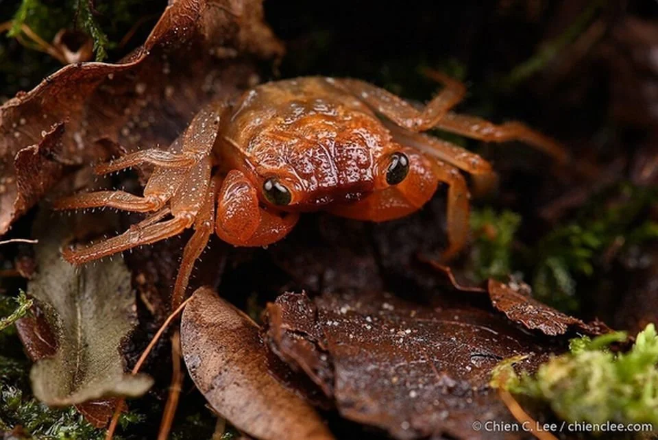 VAMPIRE CRAB SPECIES LIST (GEOSESARMA SPECIES) — Indoor Ecosystem