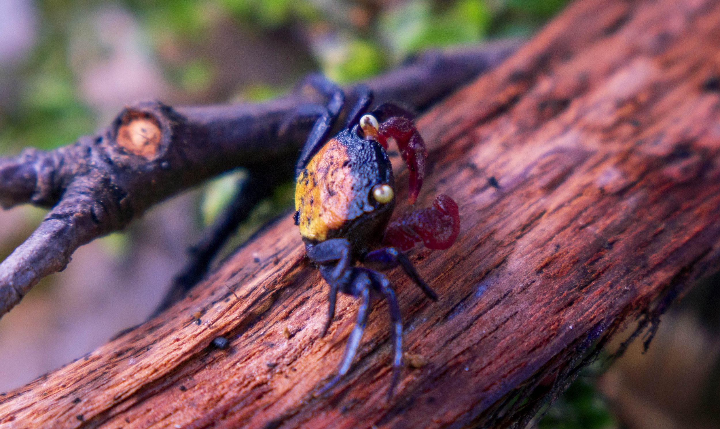 GEOSESARMA HYBRIDS: CROSS BREEDING VAMPIRE CRAB SPECIES — Indoor Ecosystem