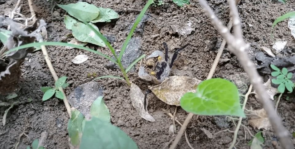 VAMPIRE CRAB SPECIES LIST (GEOSESARMA SPECIES) — Indoor Ecosystem