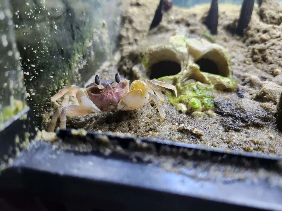 OCYPODE CARE GUIDE - Ghost Crab Care Guide — Indoor Ecosystem