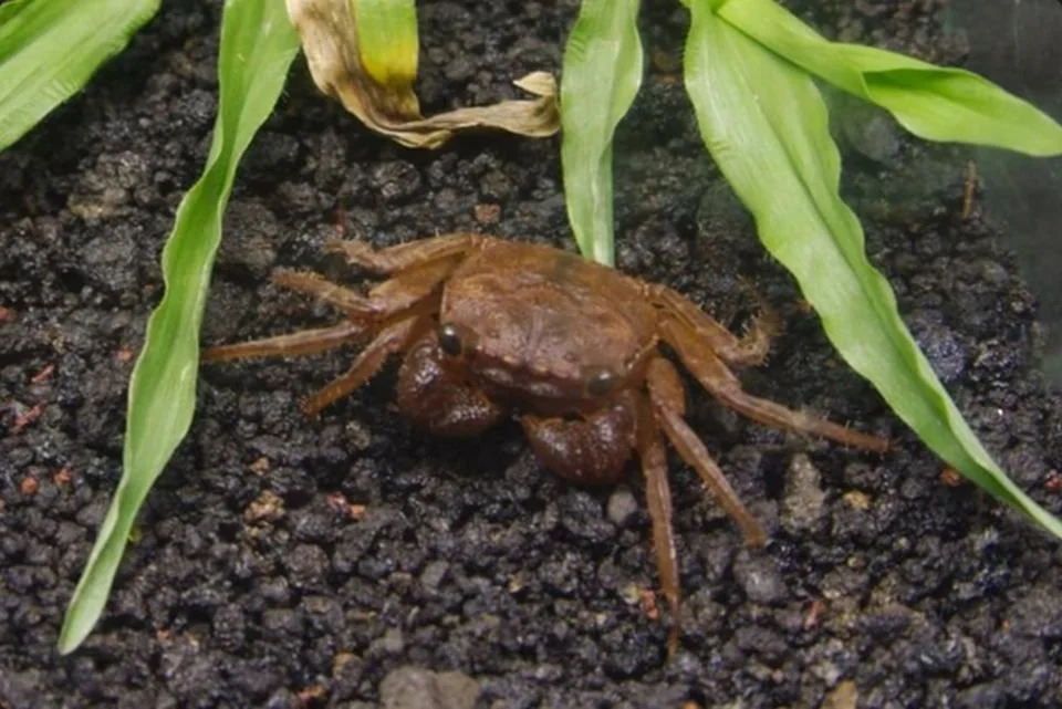 VAMPIRE CRAB SPECIES LIST (GEOSESARMA SPECIES) — Indoor Ecosystem