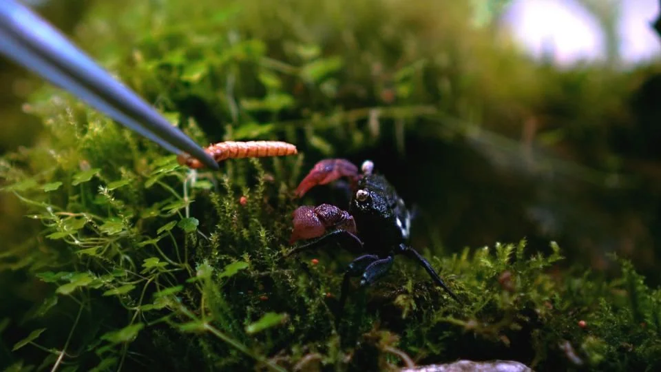 VAMPIRE CRAB SPECIES LIST (GEOSESARMA SPECIES) — Indoor Ecosystem