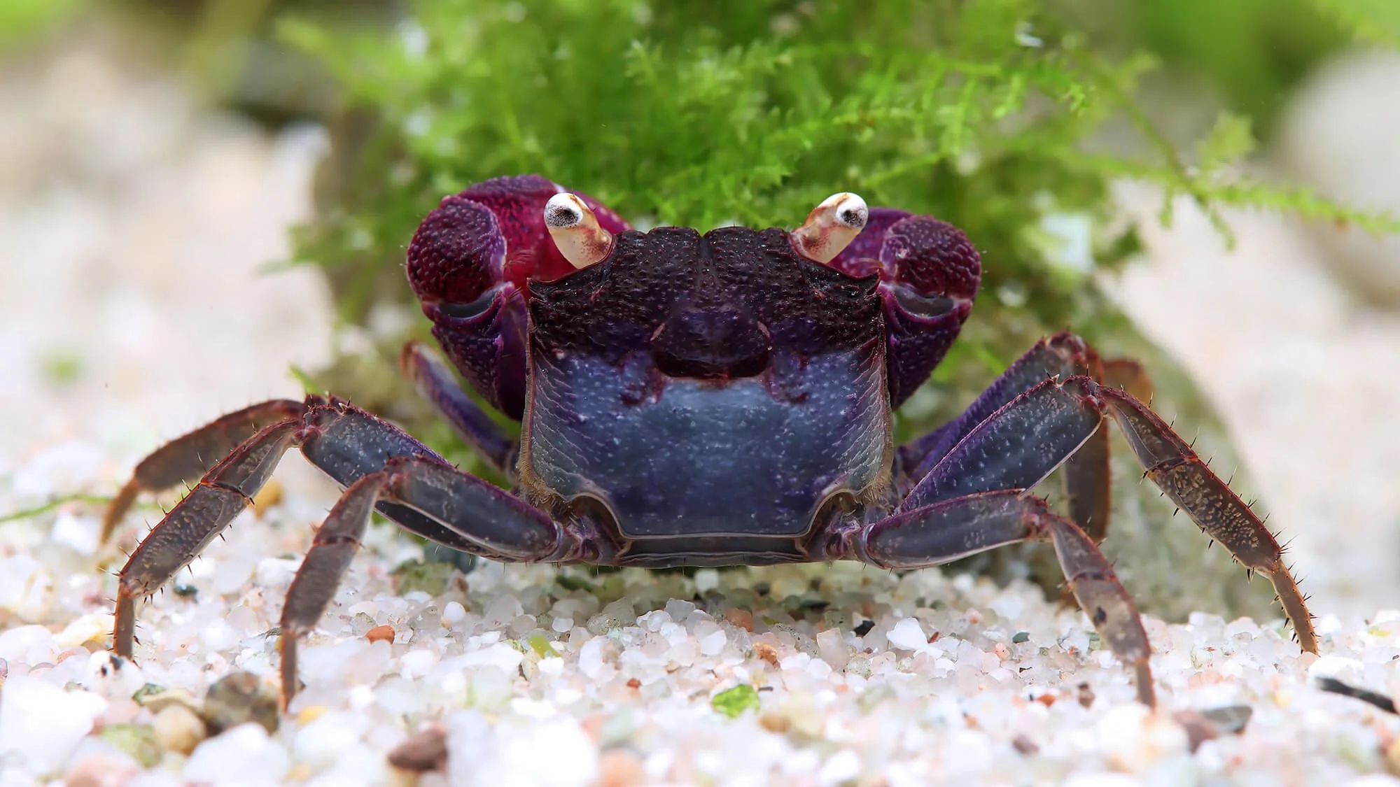 VAMPIRE CRAB SPECIES LIST (GEOSESARMA SPECIES) — Indoor Ecosystem