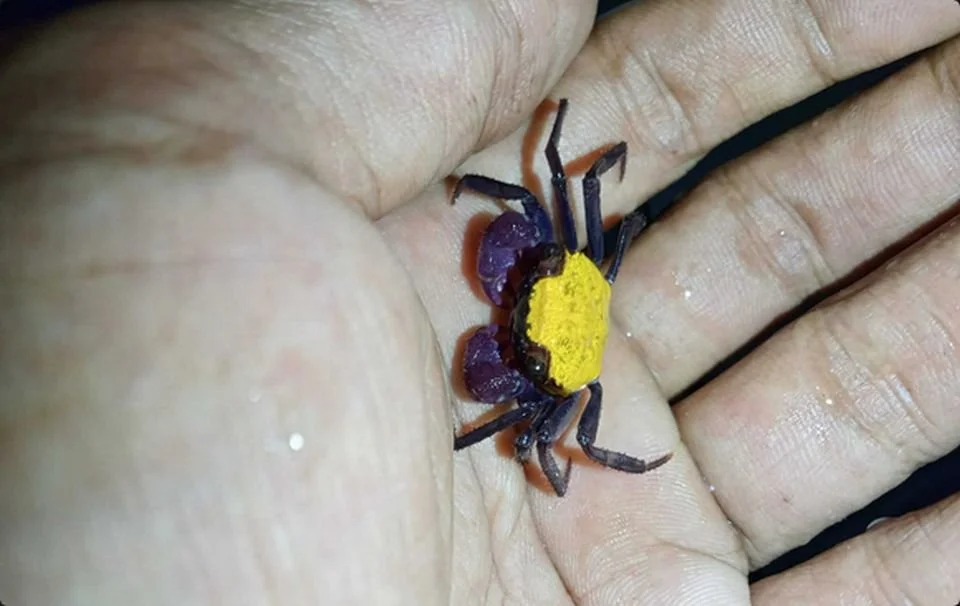 VAMPIRE CRAB SPECIES LIST (GEOSESARMA SPECIES) — Indoor Ecosystem