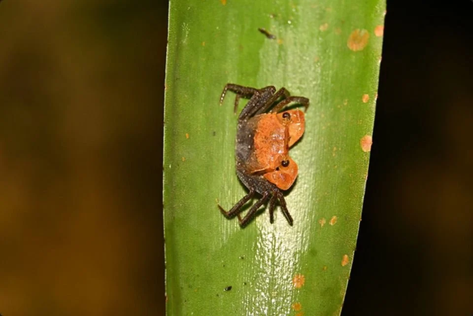 VAMPIRE CRAB SPECIES LIST (GEOSESARMA SPECIES) — Indoor Ecosystem