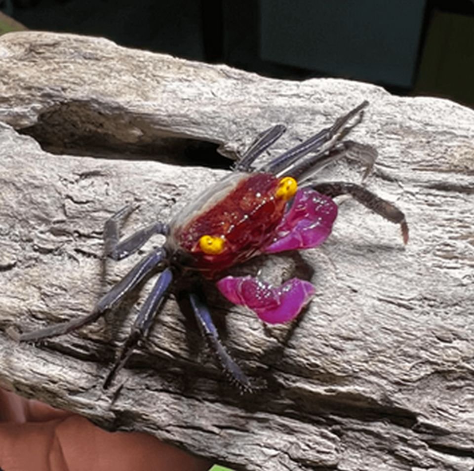 VAMPIRE CRAB SPECIES LIST (GEOSESARMA SPECIES) — Indoor Ecosystem