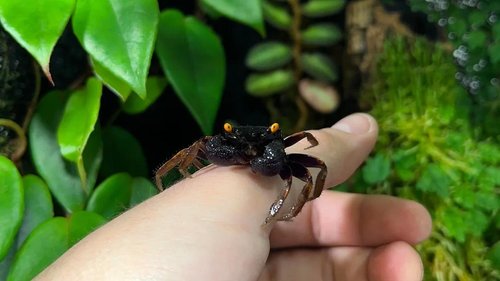 VAMPIRE CRAB SPECIES LIST (GEOSESARMA SPECIES) — Indoor Ecosystem