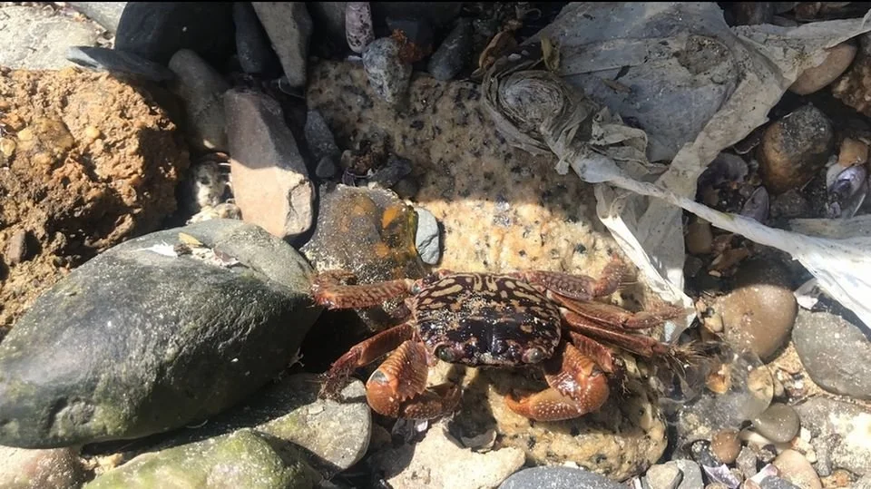 GEOGRAPSUS CARE GUIDE — Indoor Ecosystem