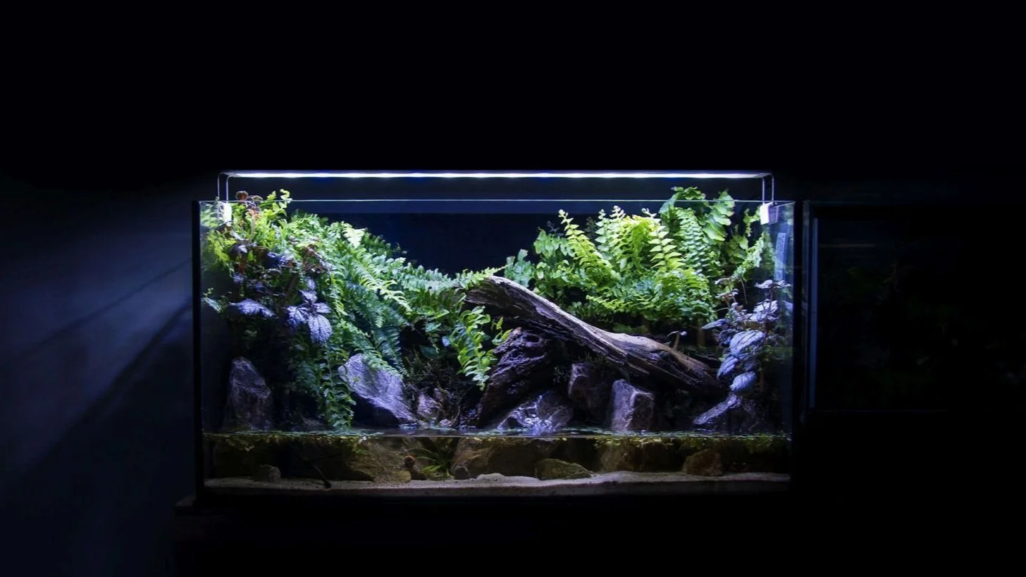 HOW TO PREVENT FOG AND CONDENSATION ON TERRARIUM, VIVARIUM, PALUDARIUM ...
