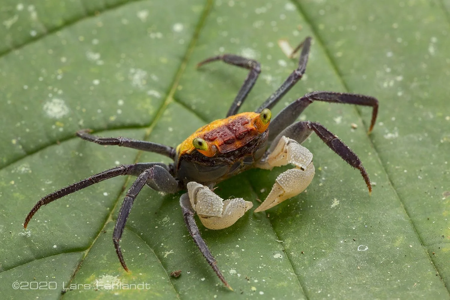 VAMPIRE CRAB SPECIES LIST (GEOSESARMA SPECIES) — Indoor Ecosystem