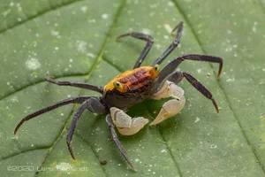VAMPIRE CRAB SPECIES LIST (GEOSESARMA SPECIES) — Indoor Ecosystem