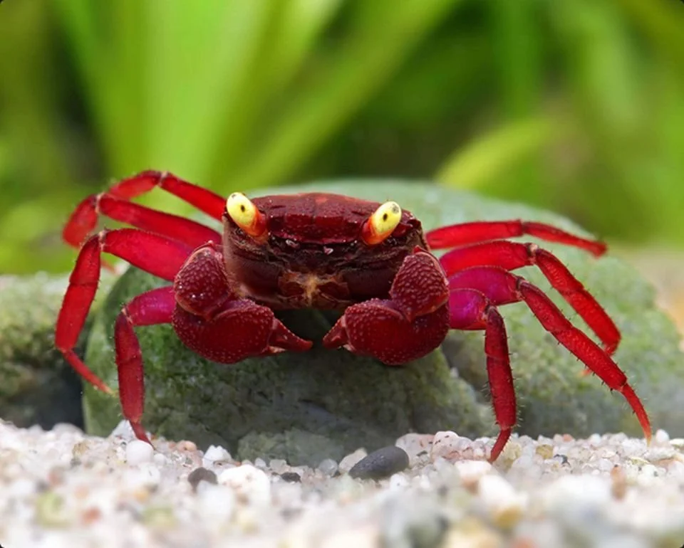 VAMPIRE CRAB SPECIES LIST (GEOSESARMA SPECIES) — Indoor Ecosystem