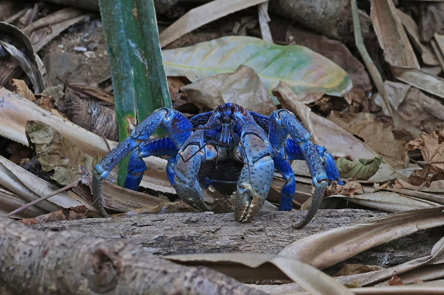 BIRGUS LATRO CARE GUIDE - COCONUT CRAB CARE GUIDE — Indoor Ecosystem